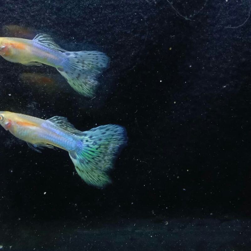 Jual IKAN GUPPY ALBUNO JAPAN BLUE MOZAIK | IKAN HIAS | IKAN GUPPY ... Jual IKAN GUPPY ALBUNO JAPAN BLUE MOZAIK | IKAN HIAS | IKAN GUPPY ...