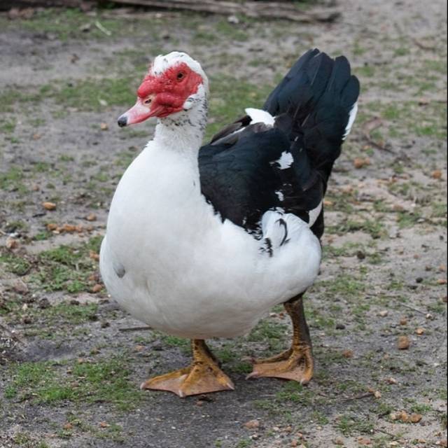 Jual 𝑩𝒆𝒃𝒆𝒌 𝑬𝒏𝒕𝒐𝒈/𝑬𝒏𝒕𝒐𝒌 𝑯𝒊𝒅𝒖𝒑 𝑲𝒐𝒏𝒔𝒖𝒎𝒔𝒊 & 𝒂𝒏𝒂𝒌 𝒆𝒏𝒕𝒐𝒌/𝒆𝒏𝒕𝒐𝒈 𝑫𝑶𝑫 | Shopee ...