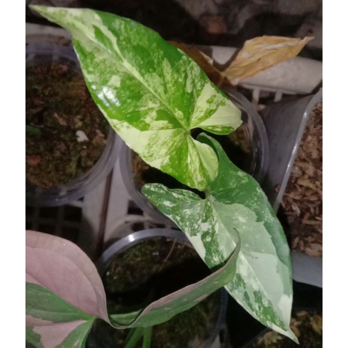 Jual Syngonium | Shopee Indonesia