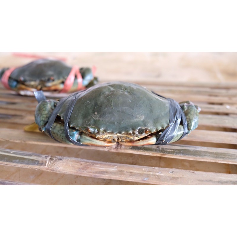 Jual KEPITING SUPER HIDUP SEGAR 1KG | Shopee Indonesia