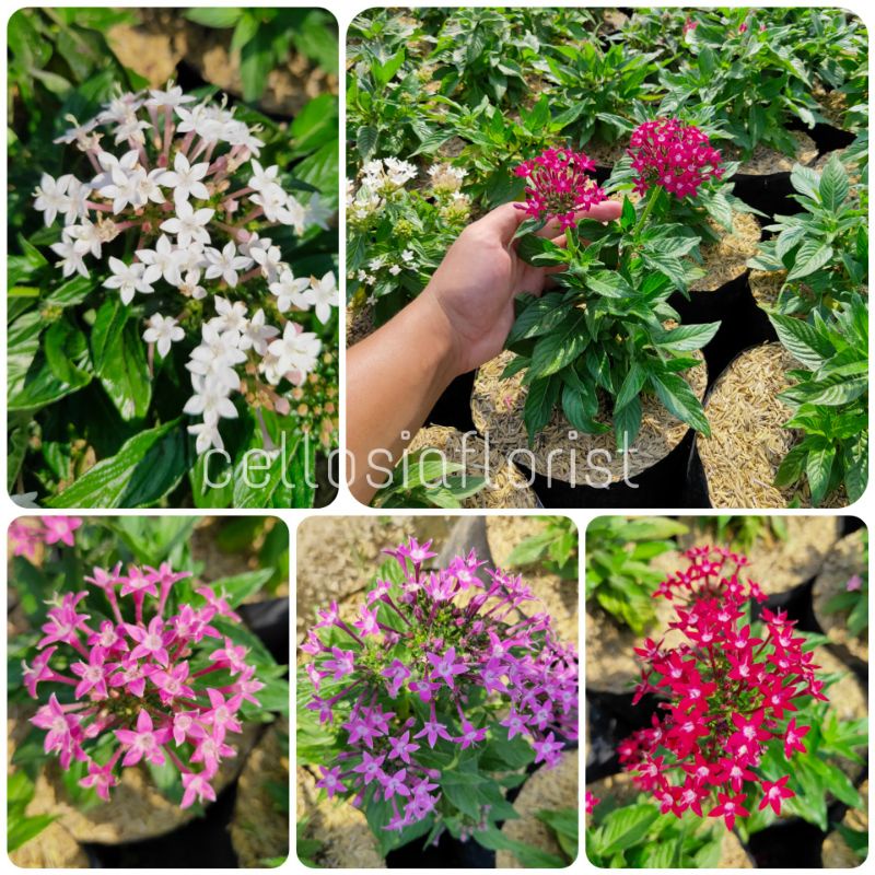 Jual Tanaman Bunga Pentas Tanaman Sudah Berbunga | Shopee Indonesia