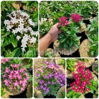 Jual Bunga Pentas Terlengkap & Harga Terbaru Maret 2026 | Shopee Indonesia