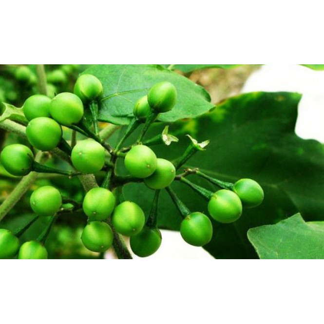 Jual Buah Cepokak atau Takokak 500 gram | Shopee Indonesia