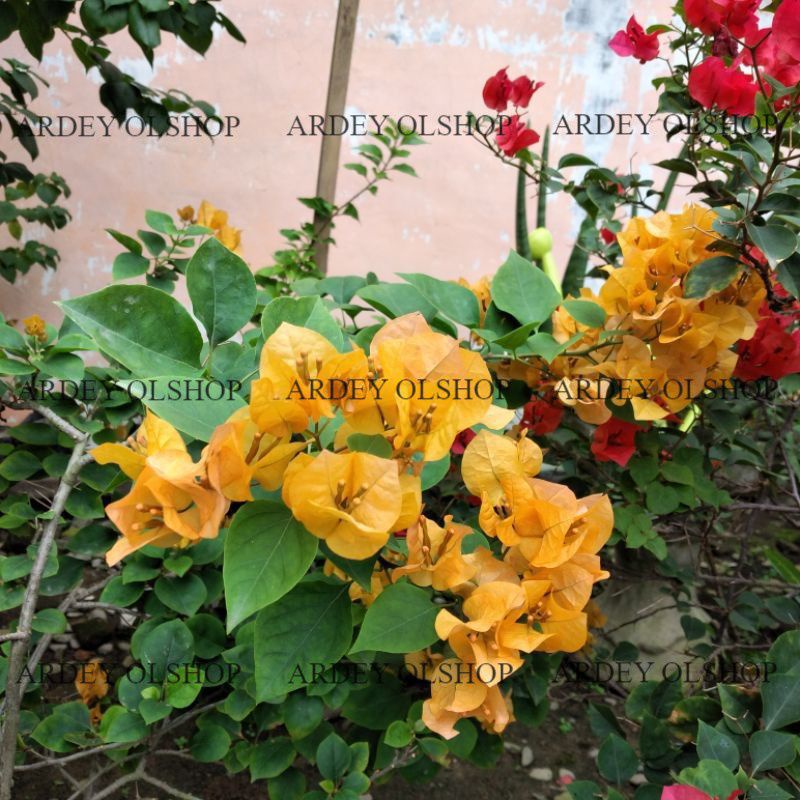 Jual TANAMAN HIAS BUGENVIL BUNGA KERTAS//KUNING GOLD | Shopee Indonesia