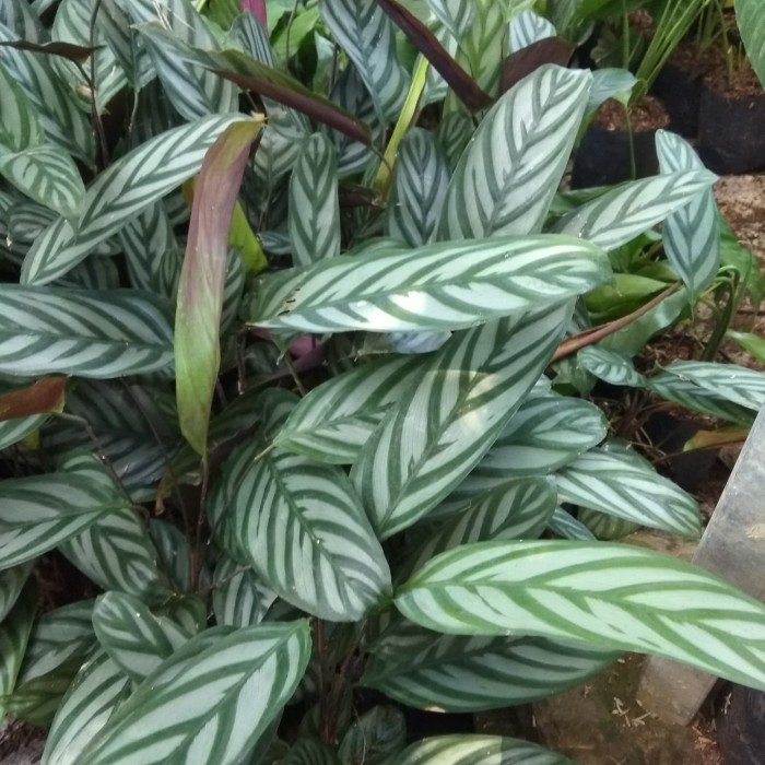 Jual tanaman hias calathea sontosa/pohon calathea santosa | Shopee ...