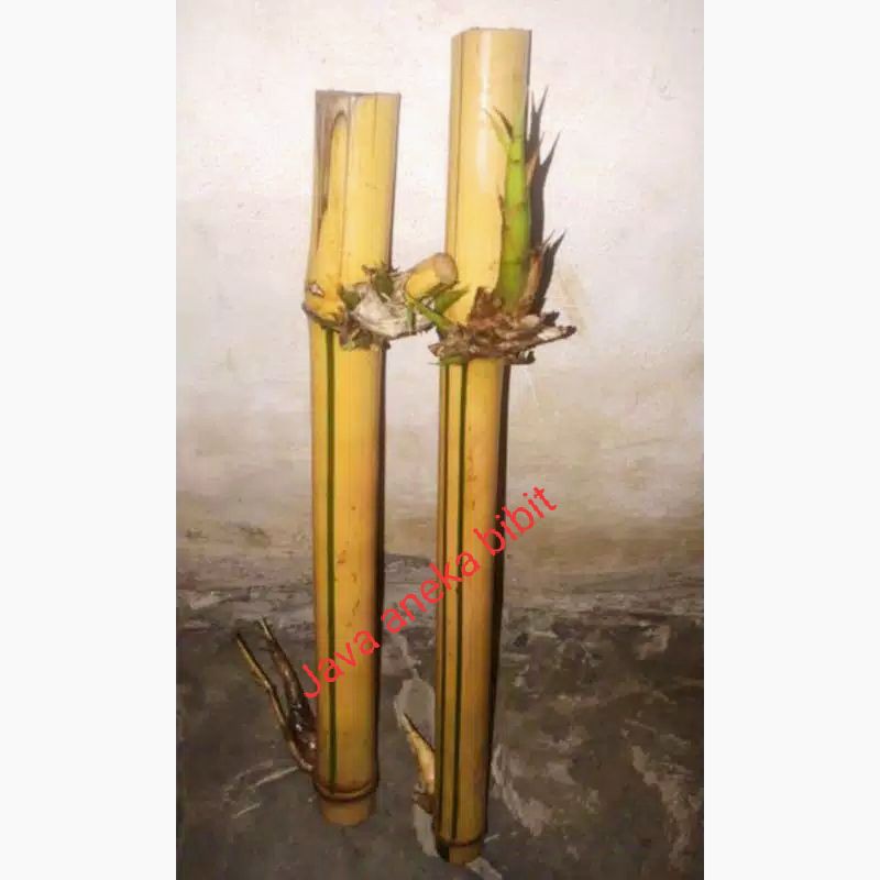 Jual setek bibit bambu kuning,/tanaman hias bambu kuning/bambu kuning ...