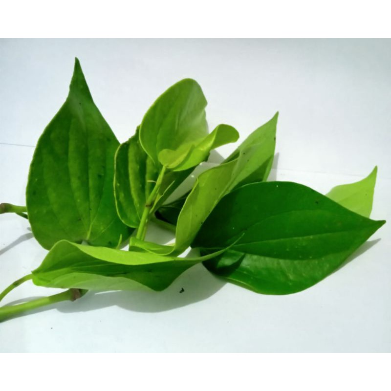 Jual SURUH / SIRIH MERAH / SIRIH KUNING - HIJAU | Shopee Indonesia