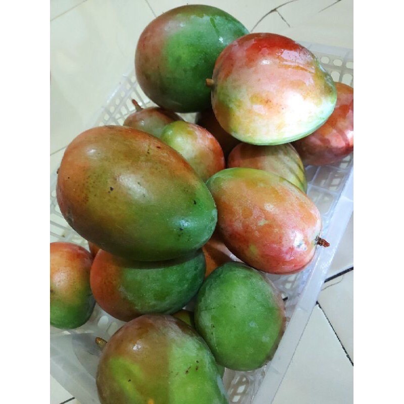 Jual MANGGA BRAZIL/kg | Shopee Indonesia