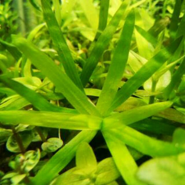 Jual Heteranthera zosterifolia Stargrass aquascape aquarium paludarium ...
