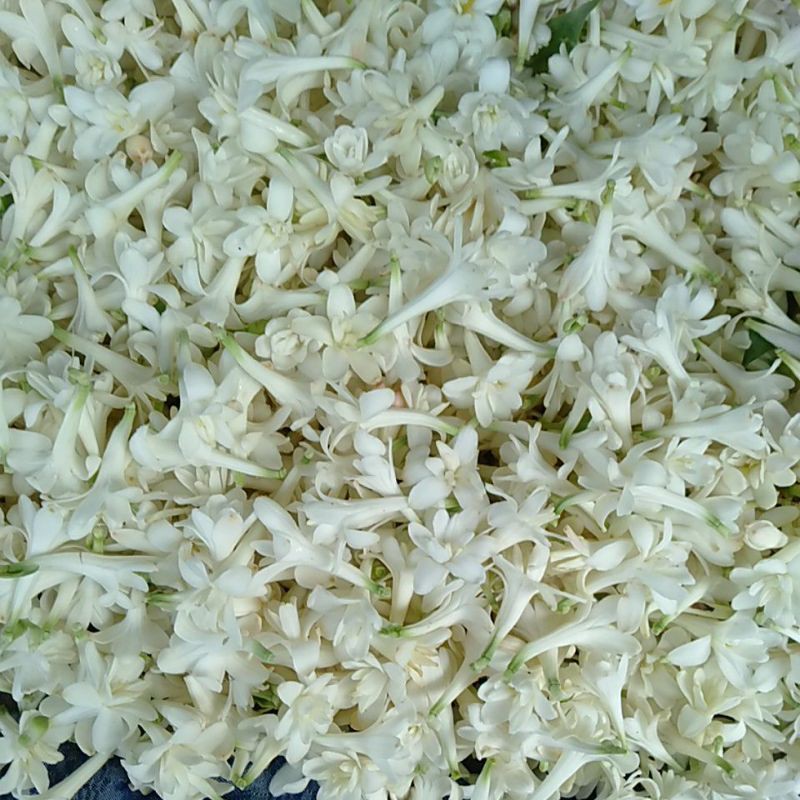 Jual Bunga Sedap Malam Bunga Tabur 500gram | Shopee Indonesia
