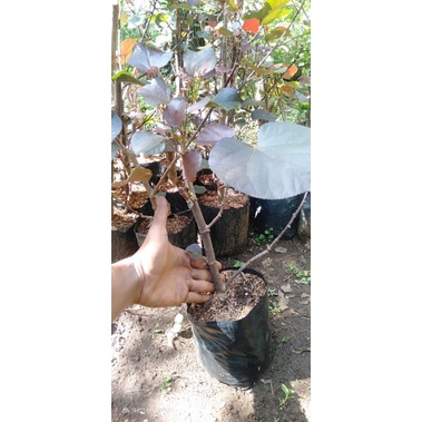 Jual Bibit waru merah super-bahan bonsai 50-60cm | Shopee Indonesia