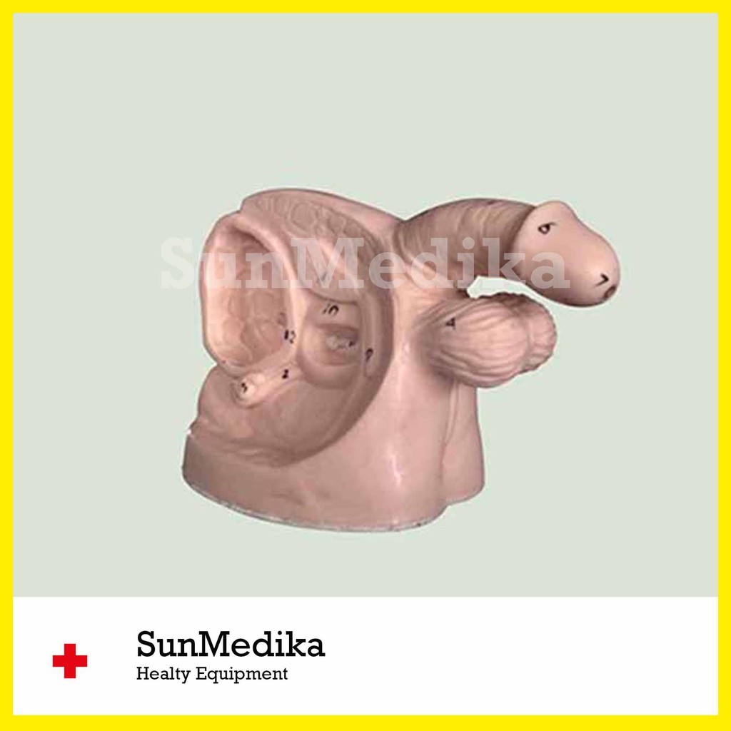 Jual Manekin Kateter Pria | Manikin Catheter | Phantom Peraga Lokal ...