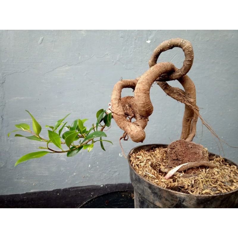 Jual material bonsai beringin kimeng. (ficus microcarpa) | Shopee Indonesia