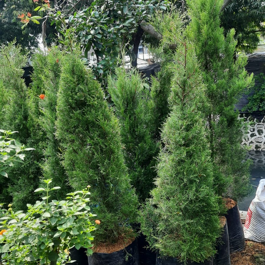 Jual Pohon cemara wangi 1,5 meter | Shopee Indonesia