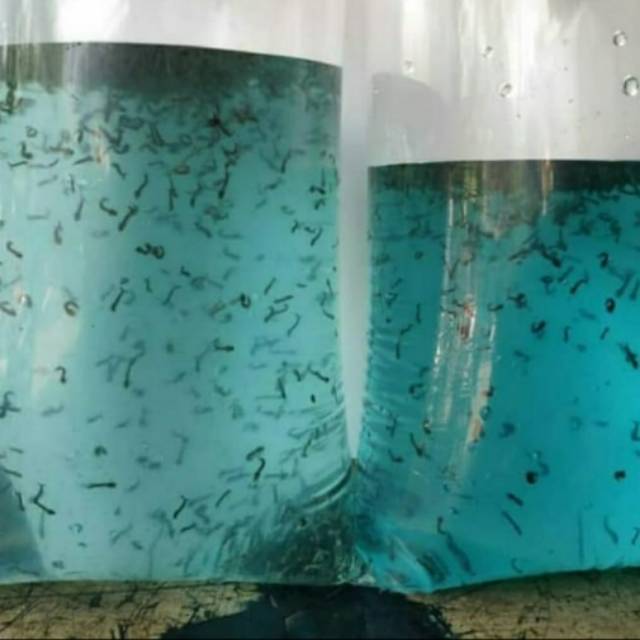 Jual Encu / jentik nyamuk steril | Shopee Indonesia