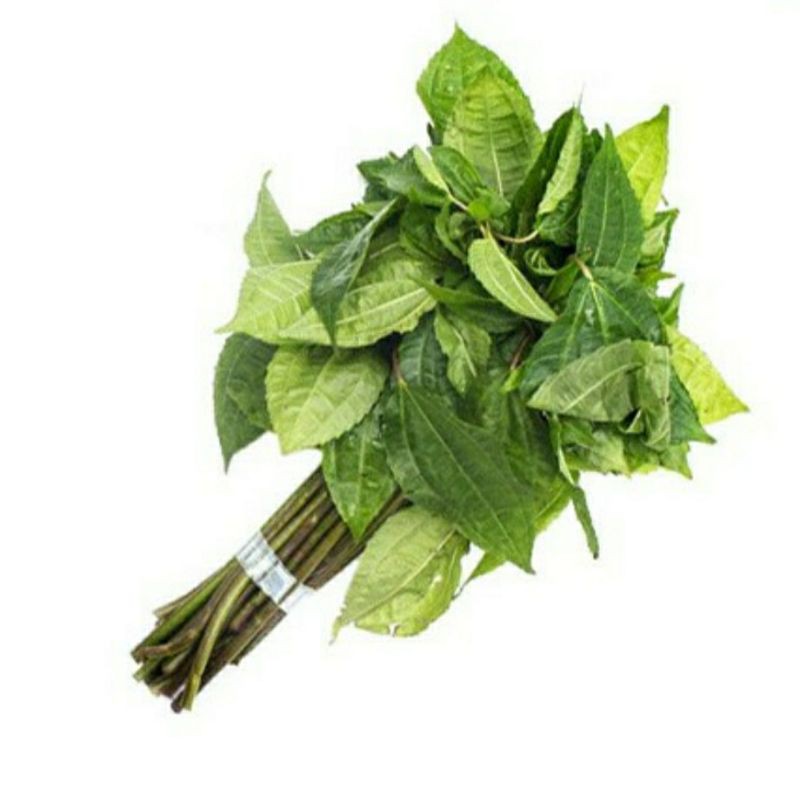 Jual Daun pohpohan lalapan 1ikat | Shopee Indonesia