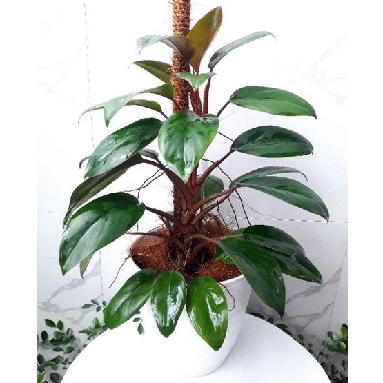 Jual philo red congo / philodendron red congo | Shopee Indonesia