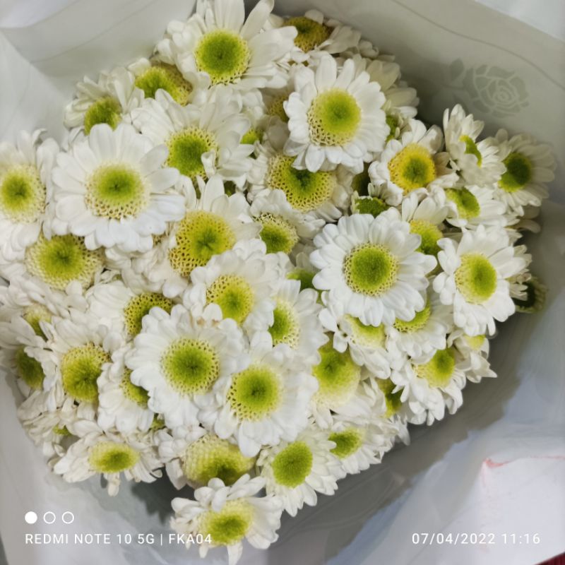 Jual Bunga Aster monalisa (Bunga Segar Jakarta) | Shopee Indonesia