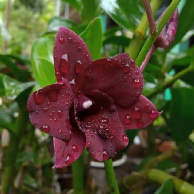 Jual Tanaman hias anggrek dendrobium bunga merah maroon ( FB ) | Shopee ...