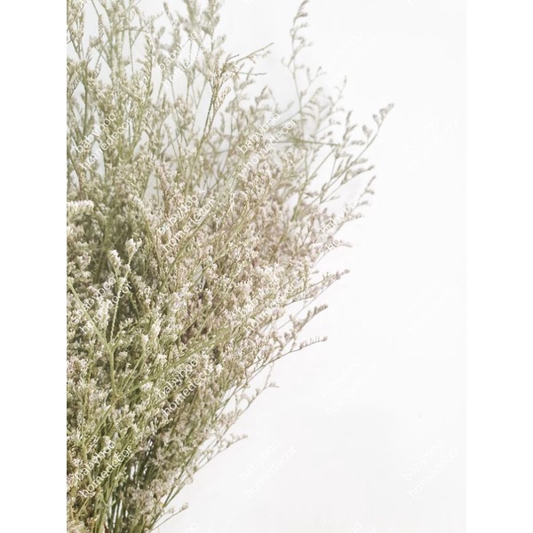 Jual bunga CASPEA/caspia/kaspia kering dried lover grass flower ...