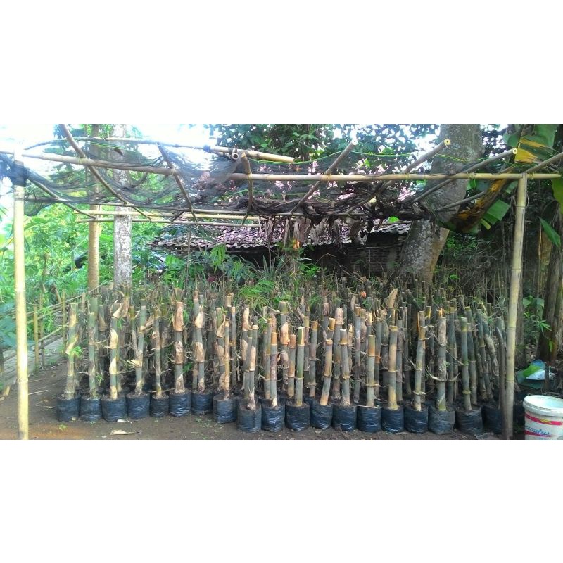 Jual ASLI 100% BIBIT POHON BAMBU APUS/ BAMBU TALI | Shopee Indonesia
