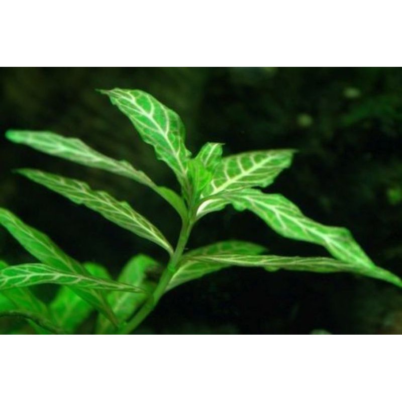 Jual Hygriphila polysperma rosanervig tanaman aquascape | Shopee Indonesia