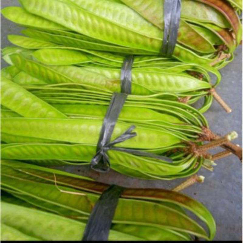 Jual petai padi petai cina lamtoro segar | Shopee Indonesia