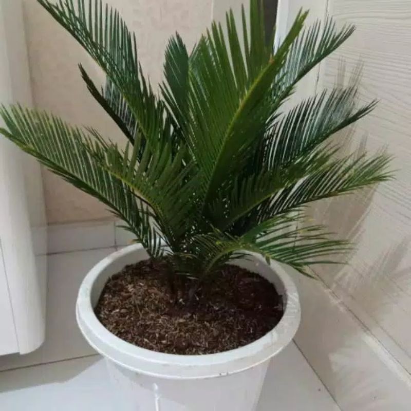 Jual MAWAR JAMBE | Shopee Indonesia