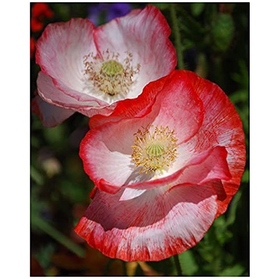 Jual Poppy Falling In Love 50 Biji (Benih Bibit Biji Tanaman Bunga ...