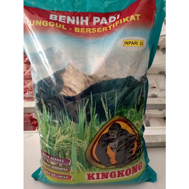Jual benih padi kingkong inpari 32 premium jumbo @5kg=Exp des 2025 | Shopee Indonesia