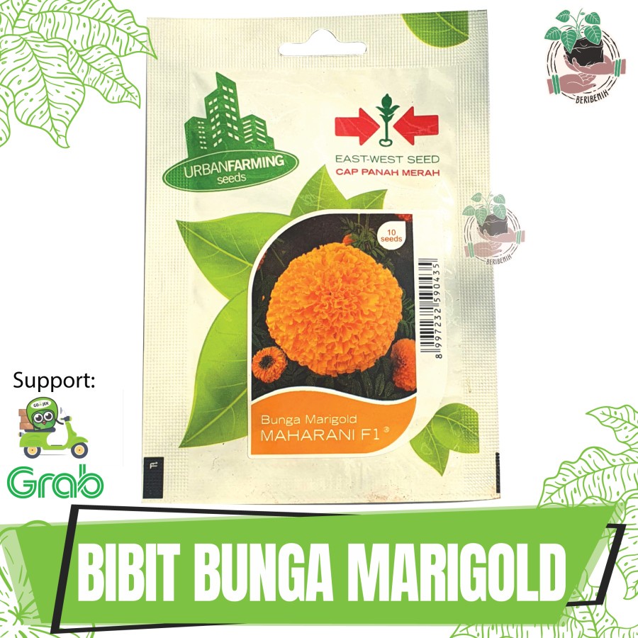 Jual Benih Bibit Biji Tanaman Hias Bunga Marigold Maharani Panah Merah ...