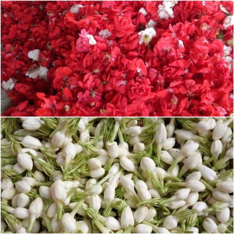 Jual kembang tabur pihong campur melati | Shopee Indonesia