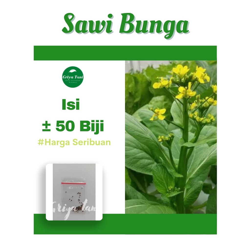 Jual 50 Benih-Bibit Sawi Bunga F1 Bintang Asia Griyatani | Shopee Indonesia