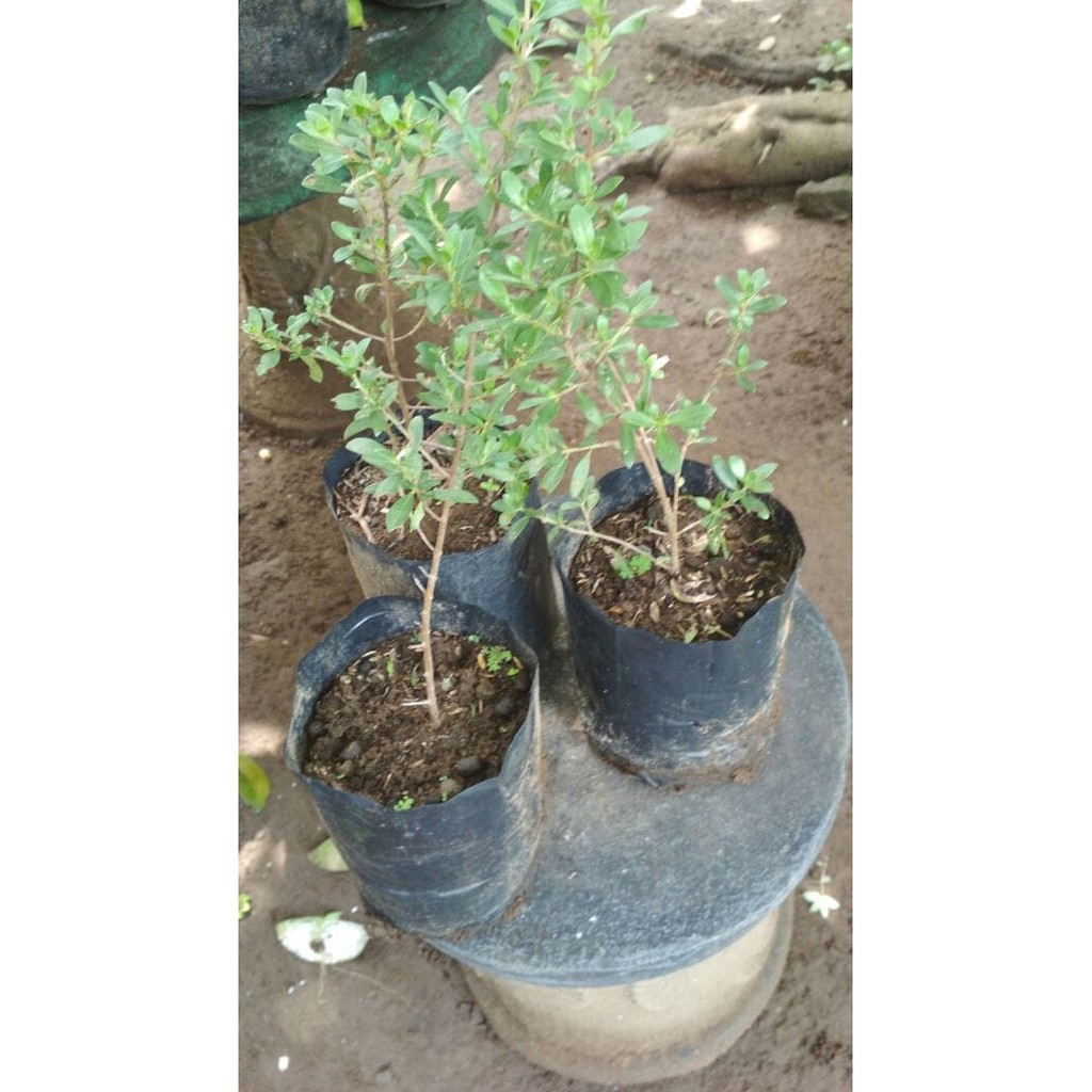 Jual Bibit Santigi atau Setigi | Shopee Indonesia