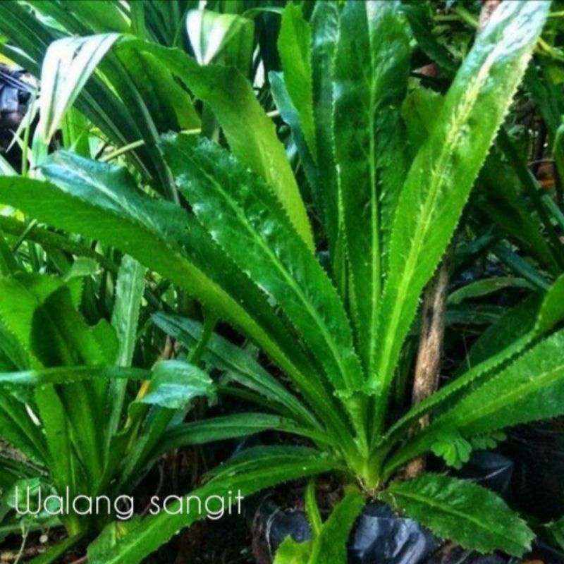 Jual tanaman herbal Walang sangit / tanaman untuk campuran umpan ikan / ukuran daun 5-8 daun ...