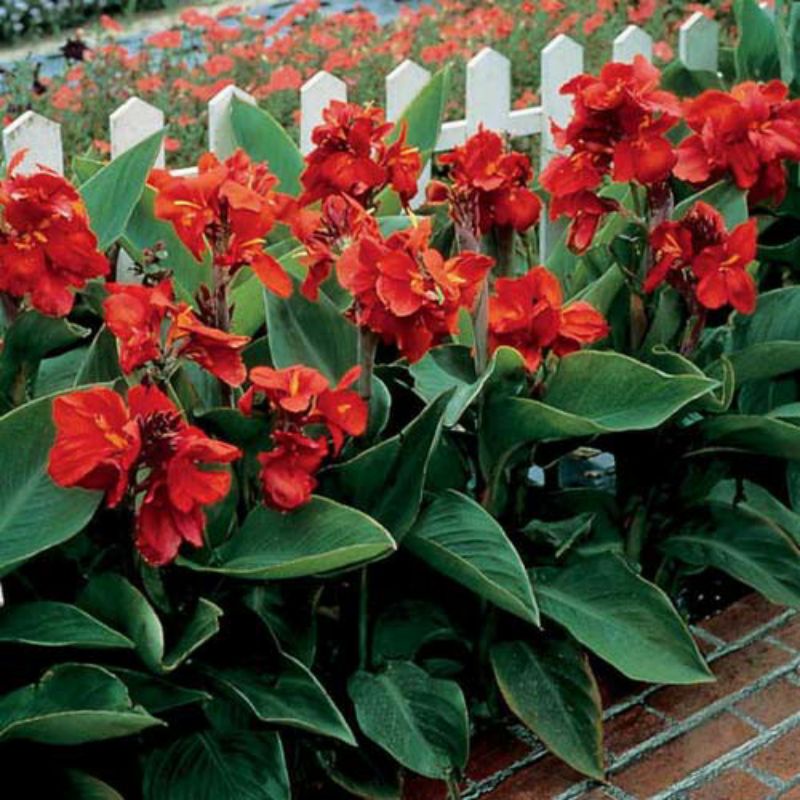 Jual bunga canna indica bunga canna presiden merah tanaman hias canna ...