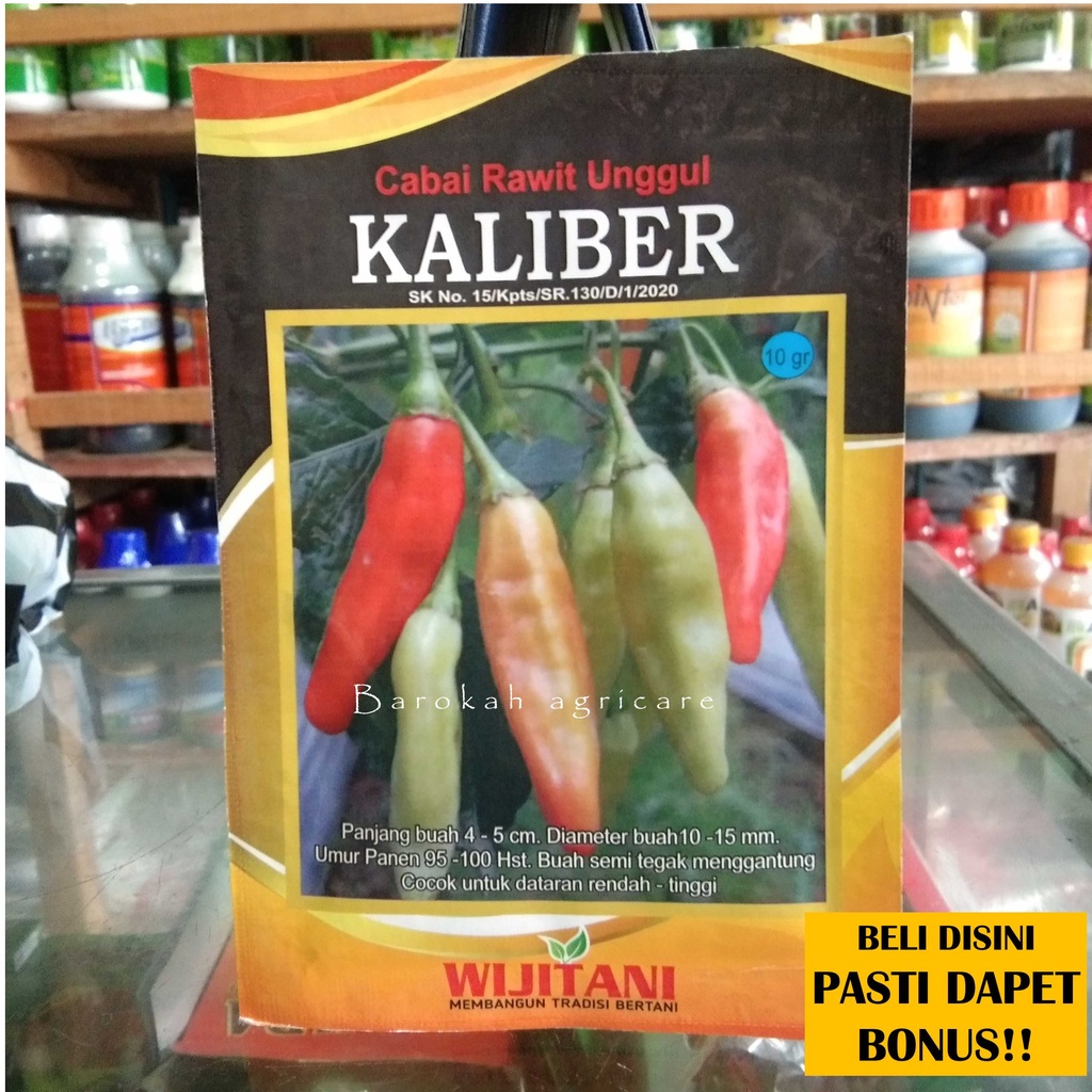 Jual Benih Cabe Rawit KALIBER 10 gram jaminan ori dan lagi viral ...