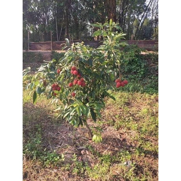 Jual bibit leci merah cangkok super/cepat berbuah | Shopee Indonesia