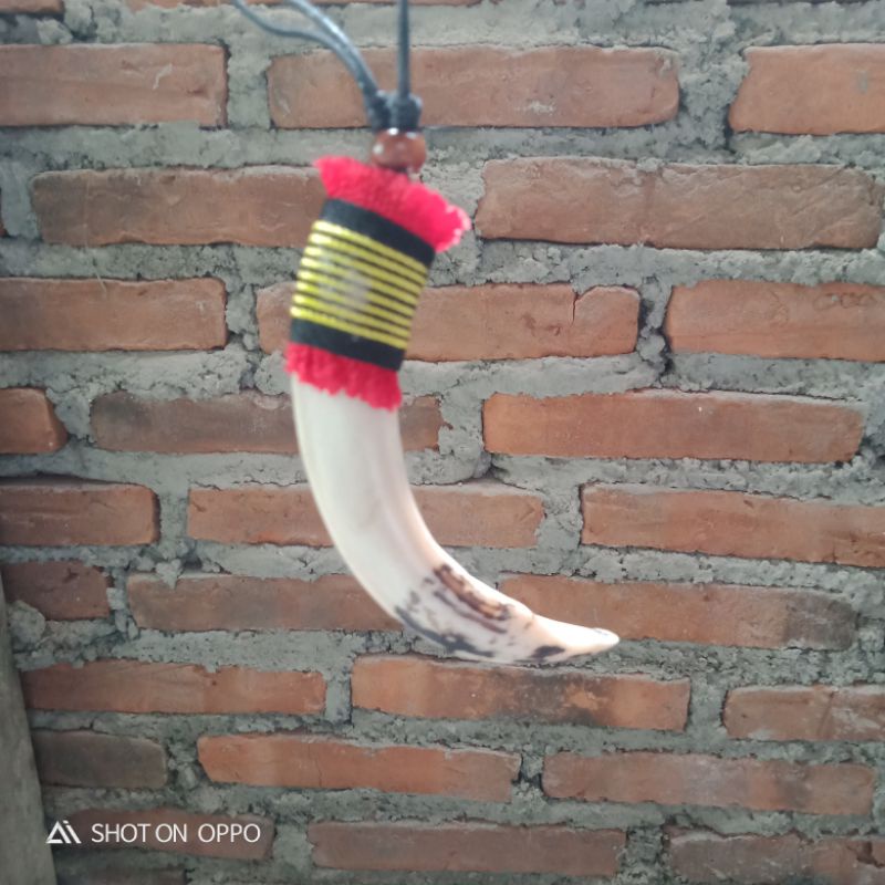 Jual kalung taring babi etnik dayak kalimantan/replika | Shopee Indonesia