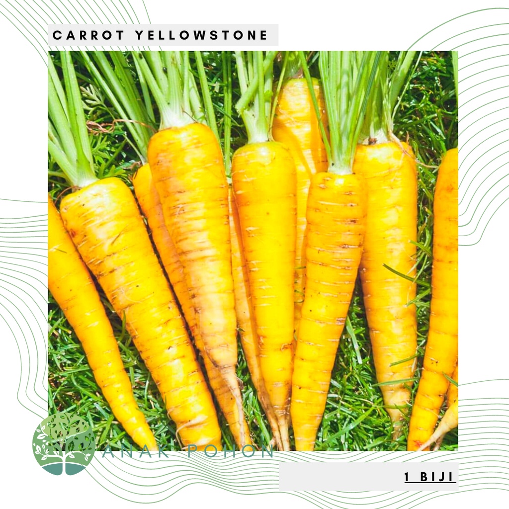 Jual Benih Bibit Biji - Carrot Yellowstone Wortel Kuning Cerah Seeds ...
