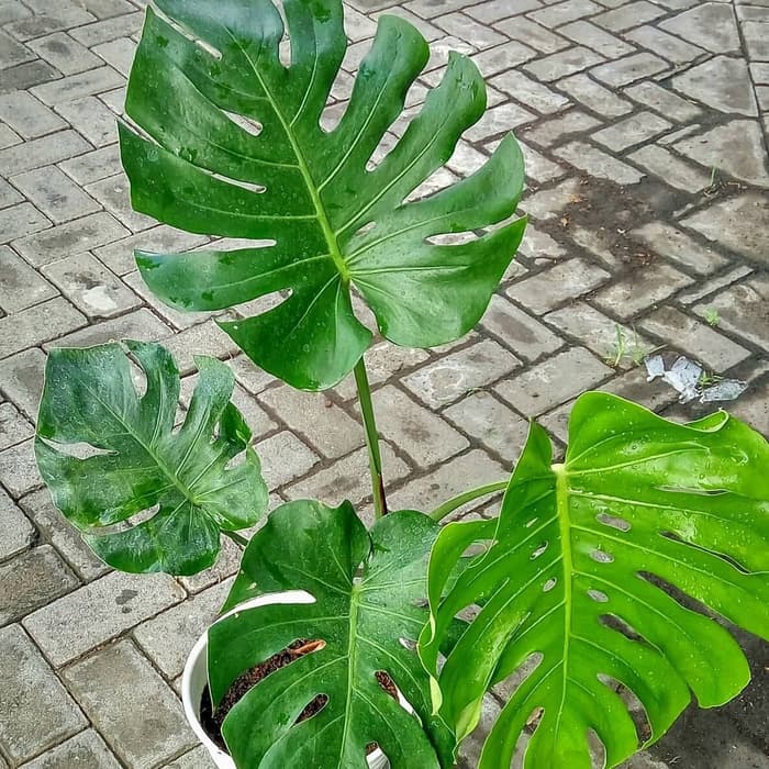 Jual Tanaman Monstera King / Tanaman Hias Philodendron Daun Besar ...