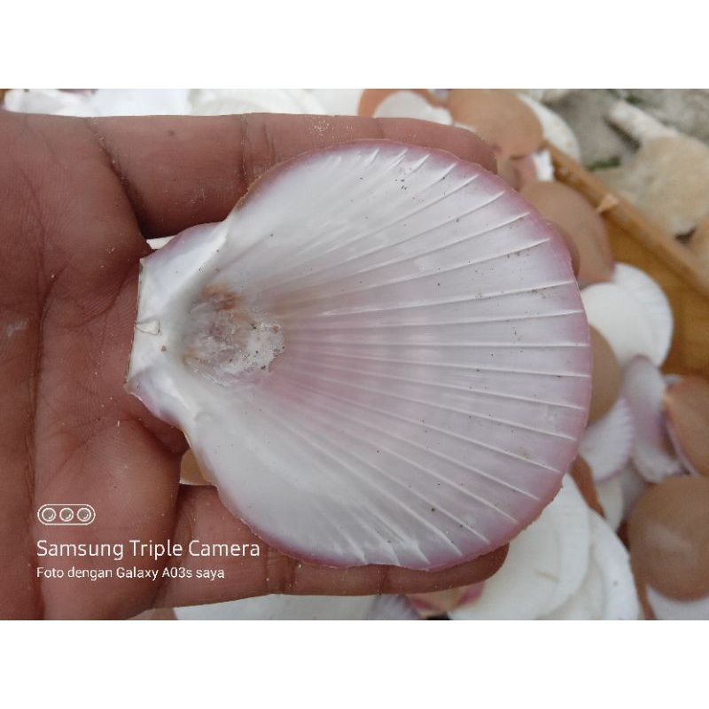 Jual CANGKANG KERANG SIMPING 1kg kerajinan hias | Shopee Indonesia