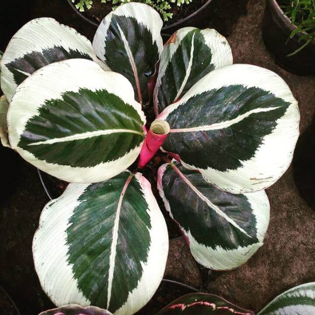 Jual Calathea Cynthia / Calathea Cintia Silver / Kalatea | Shopee Indonesia