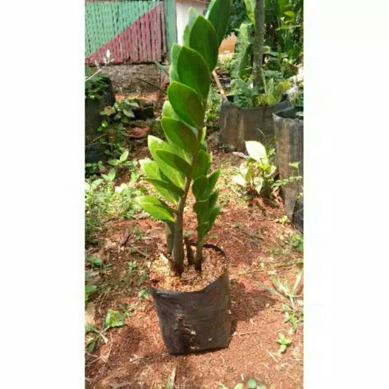 Jual TANAMAN HIAS DOLAR ZAMIA-ZAMIA-KULKAS | Shopee Indonesia
