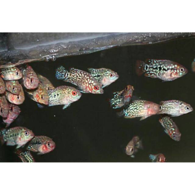 Jual Ikan Louhan King Kamfa Hq Flowerhorn Ori Thai Shopee Indonesia