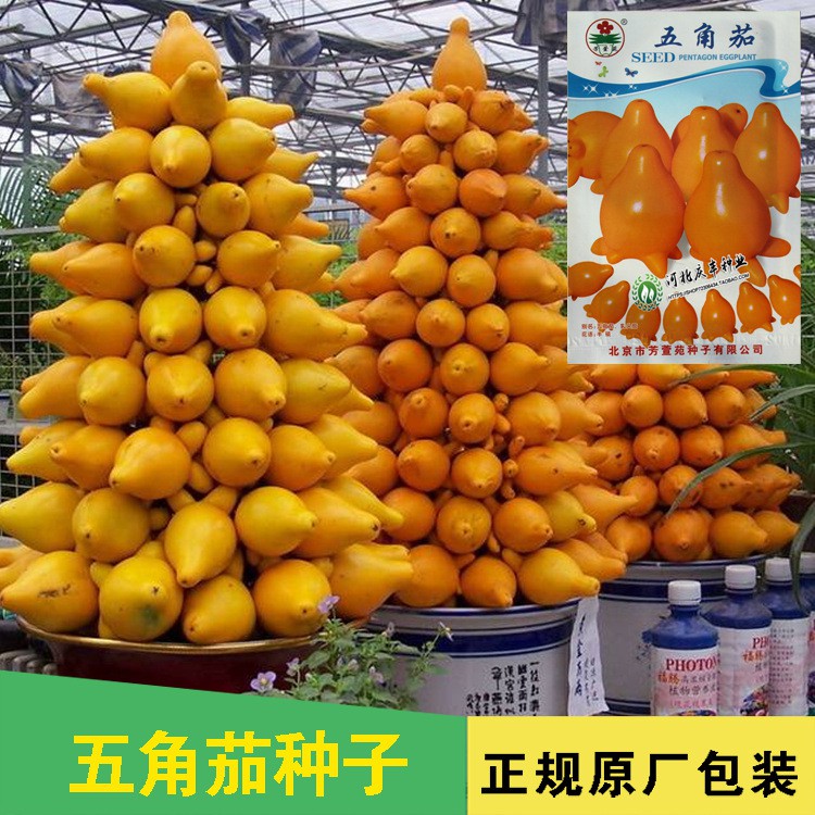 Jual Benih Buah Labu Mini Golden Eggplant 25 biji | Shopee Indonesia