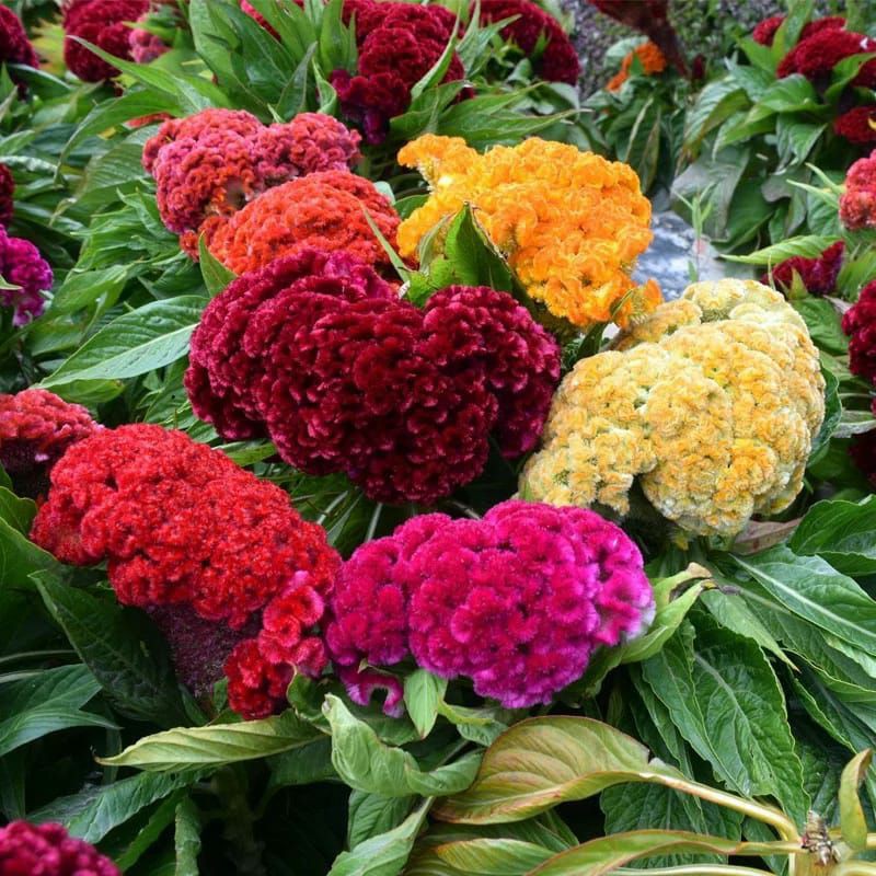Jual 20 Benih Bunga Celosia Argentea Bibit Tanaman Bunga Celosia ...
