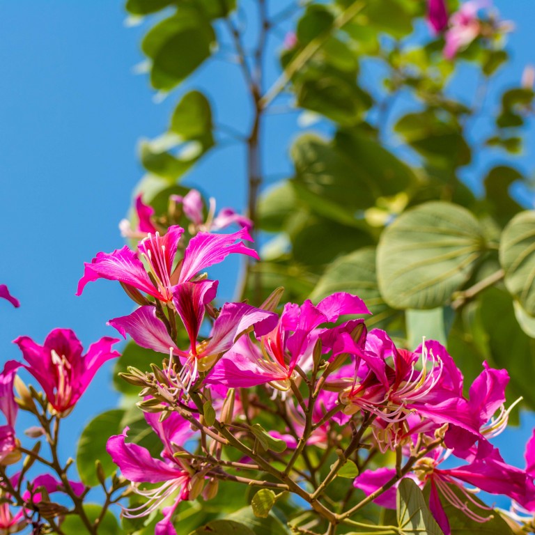 Jual Victory Seed Bibit Benih Bunga Bauhinia Mix (Isi 10 Biji) | Shopee ...