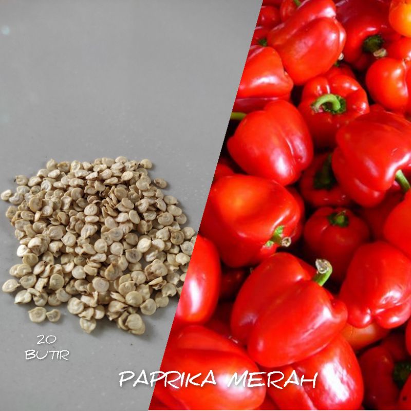 Jual 20 BUTIR BIJI/BENIH PAPRIKA WARNA MERAH (RED CAPSICUM PAPRIKA ...