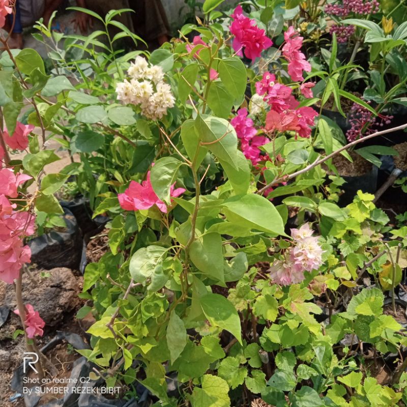 Jual bibit BUGENVIL VARIGATA 4 WARNA DAN 3 WARNA | Shopee Indonesia